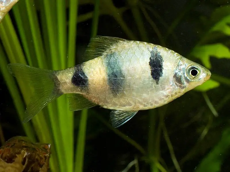 Pethia setnai - Alchetron, The Free Social Encyclopedia