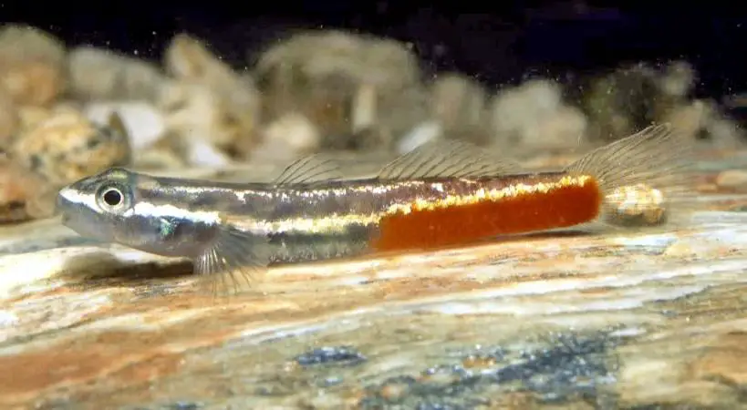 Sicyopus discordipinnis — Seriously Fish