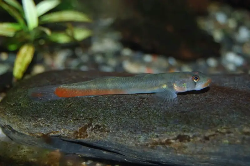 Sicyopus exallisquamulus — Seriously Fish