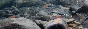 Sicyopus zosterophorus — Seriously Fish
