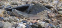 Sicyopus zosterophorus — Seriously Fish