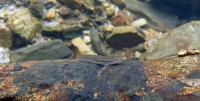 Sicyopus zosterophorus — Seriously Fish