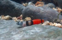 Sicyopus zosterophorus — Seriously Fish