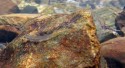 Sicyopus zosterophorus — Seriously Fish