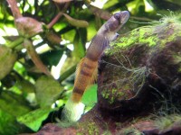 Sicyopus zosterophorus — Seriously Fish