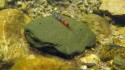 Sicyopus zosterophorus — Seriously Fish