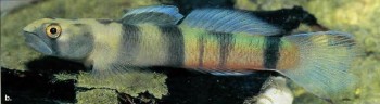 Sicyopus zosterophorus — Seriously Fish
