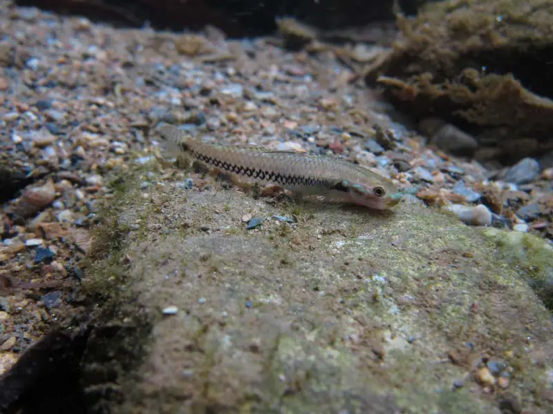 Stiphodon alcedo — Seriously Fish