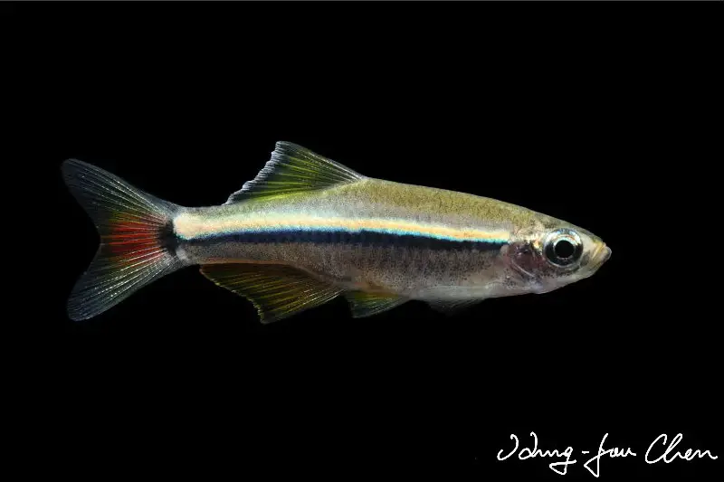 Tanichthys sp. ‘Vietnam’ (Tanichthys thacbaensis) — Seriously Fish