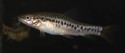 Petruichthys brevis – Inle Loach (Yunnanilus brevis, Nemacheilus brevis ...