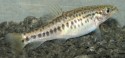 Petruichthys brevis – Inle Loach (Yunnanilus brevis, Nemacheilus brevis ...