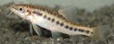 Petruichthys brevis – Inle Loach (Yunnanilus brevis, Nemacheilus brevis ...