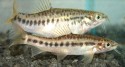 Petruichthys brevis – Inle Loach (Yunnanilus brevis, Nemacheilus brevis ...