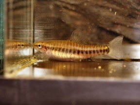 Micronemacheilus cruciatus (Yunnanilus cruciatus, Nemacheilus cruciatus ...