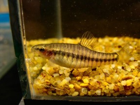 Micronemacheilus cruciatus (Yunnanilus cruciatus, Nemacheilus cruciatus ...