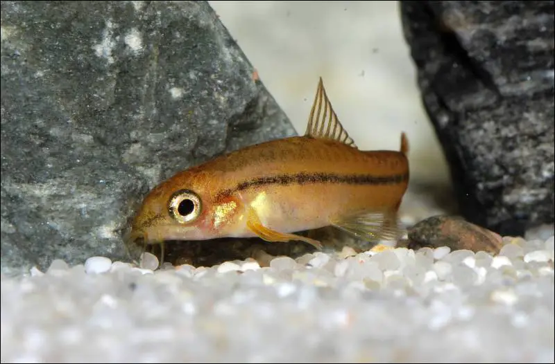 Petruichthys sp. ‘rosy’ – Rosy Loach (Yunnanilus sp. rosy ...
