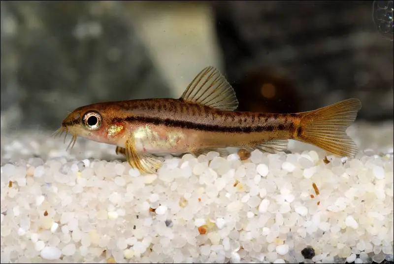 Petruichthys sp. ‘rosy’ – Rosy Loach (Yunnanilus sp. rosy ...