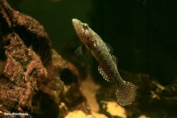 Butis butis – Crazy Fish — Seriously Fish