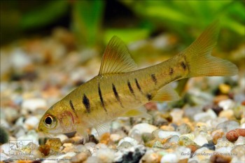 ‘Barbus’ fasciolatus – African Banded Barb — Seriously Fish