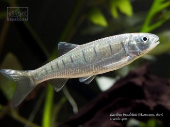 Barilius bendelisis (Cyprinus bendilisis, Barilius howesi) — Seriously Fish