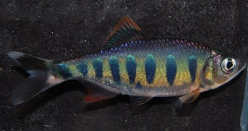 Barilius ardens — Seriously Fish