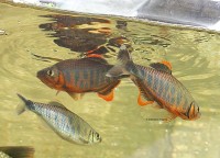 Barilius ardens — Seriously Fish