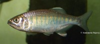 Barilius gatensis – Malabar Baril (Leuciscus gatensis, Barilius rugosus ...
