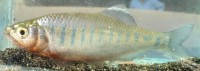 Barilius gatensis – Malabar Baril (Leuciscus gatensis, Barilius rugosus ...