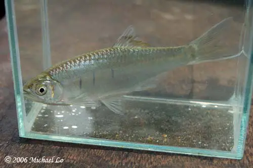 Opsarius koratensis (Barilius koratensis, Barilius nanensis ...