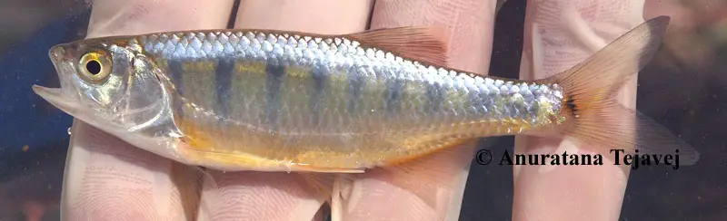 Opsarius infrafasciatus (Barilius infrafasciatus) — Seriously Fish