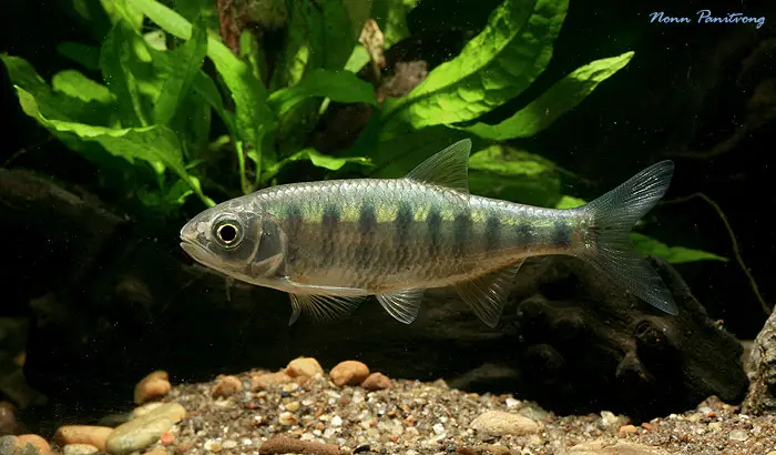 Opsarius infrafasciatus (Barilius infrafasciatus) — Seriously Fish