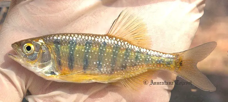 Opsarius infrafasciatus (Barilius infrafasciatus) — Seriously Fish