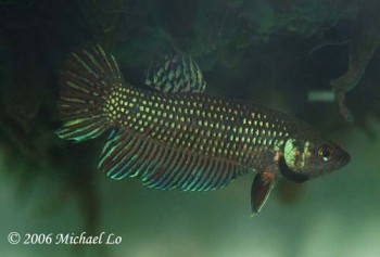 Betta mahachaiensis — Seriously Fish