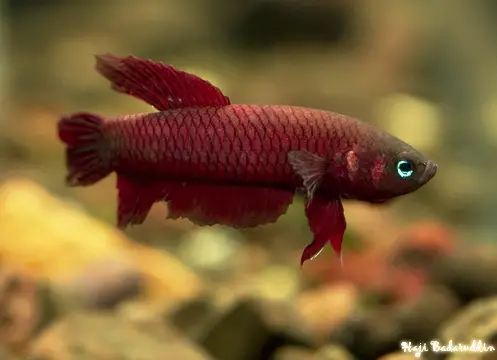 Betta tussyae — Seriously Fish