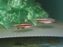 Nannostomus marginatus – Dwarf Pencilfish (Nannostomus marginatus ...