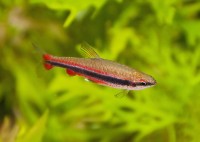 Nannostomus beckfordi – Golden Pencilfish (Nannostomus anomalus ...