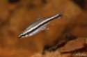 Nannostomus beckfordi – Golden Pencilfish (Nannostomus anomalus ...