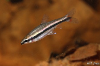 Nannostomus beckfordi – Golden Pencilfish (Nannostomus anomalus ...