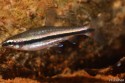 Nannostomus beckfordi – Golden Pencilfish (Nannostomus anomalus ...