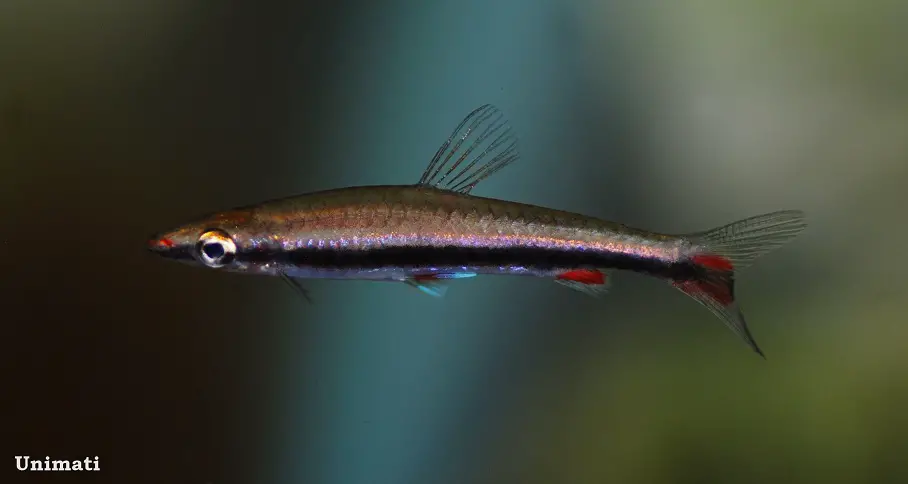 Nannostomus harrisoni – Blackstripe Pencilfish (Archicheir minutus ...