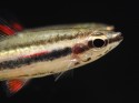 Nannostomus marginatus – Dwarf Pencilfish (Nannostomus marginatus ...