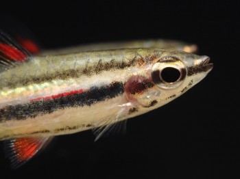 Nannostomus marginatus – Dwarf Pencilfish (Nannostomus marginatus ...