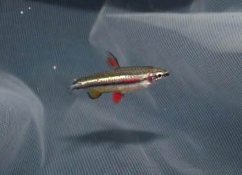 Nannostomus marginatus – Dwarf Pencilfish (Nannostomus marginatus ...