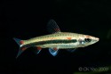 Nannostomus trifasciatus – Three-lined Pencilfish (Poeciliobrycon ...