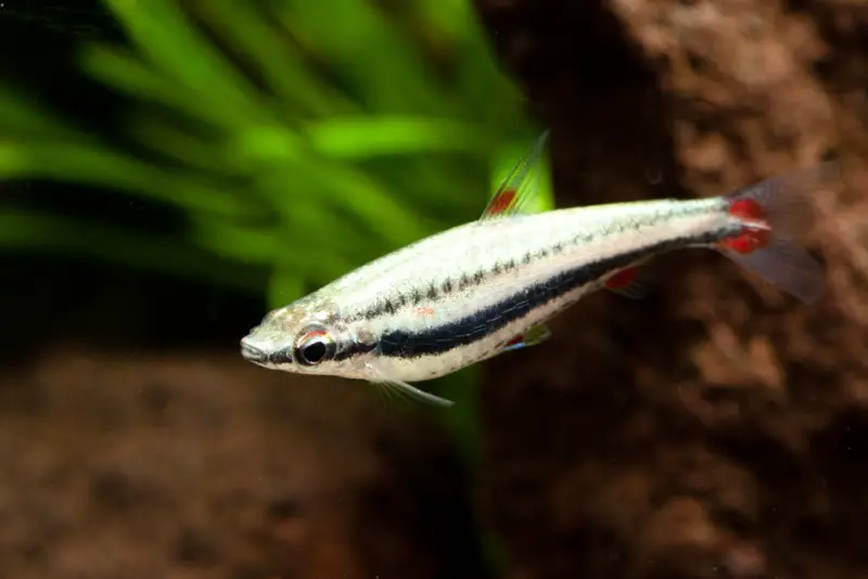 Nannostomus trifasciatus – Three-lined Pencilfish (Poeciliobrycon ...