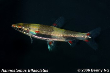 Nannostomus trifasciatus – Three-lined Pencilfish (Poeciliobrycon ...