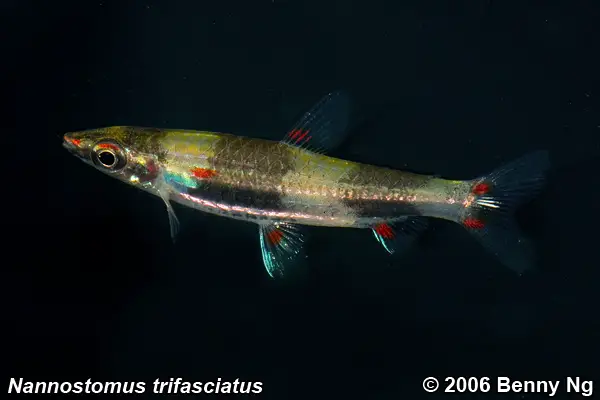 Nannostomus trifasciatus – Three-lined Pencilfish (Poeciliobrycon ...