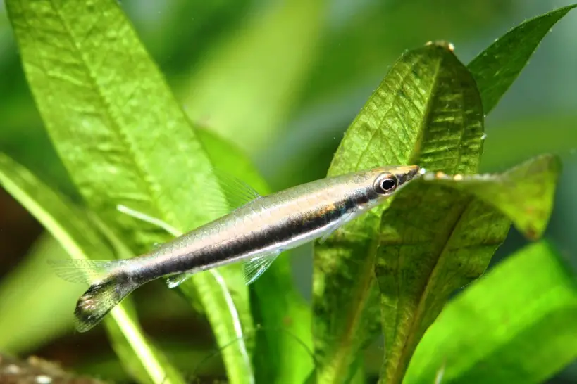 Nannostomus unifasciatus – One-lined Pencilfish (Poecilobrycon ...
