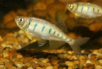 Opsarius pulchellus (Barilius pulchellus, Barilius pellegrini ...
