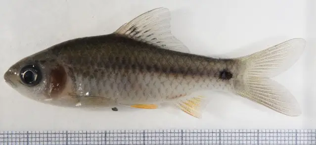 Puntius chola – Swamp Barb (Puntius chola, Barbus chola) — Seriously Fish
